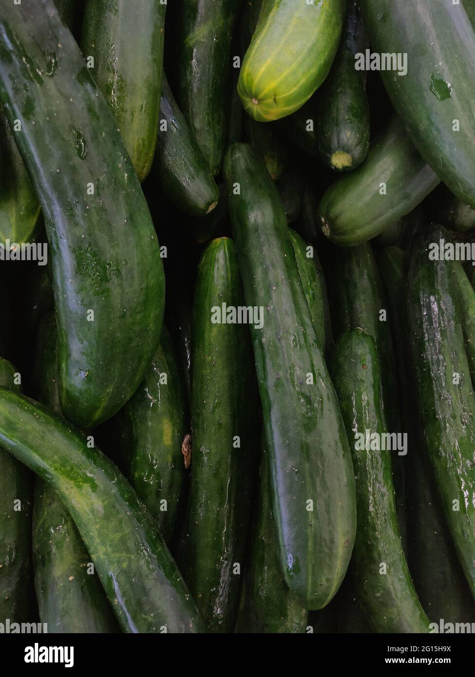 Japanese cucumbers are cylindrical, slender, and long, ranging 15 to 30 ...