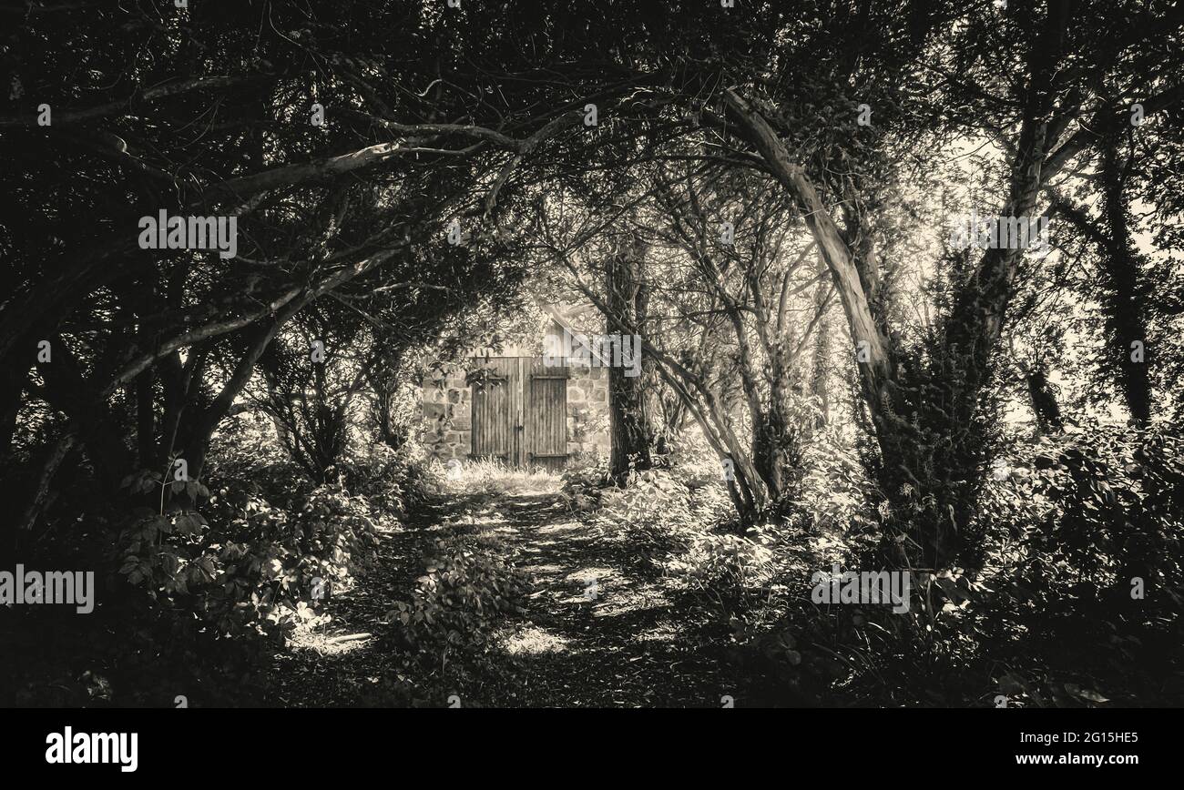 Forest path to a lonely empty cabin in the middle of nowhere without a ...