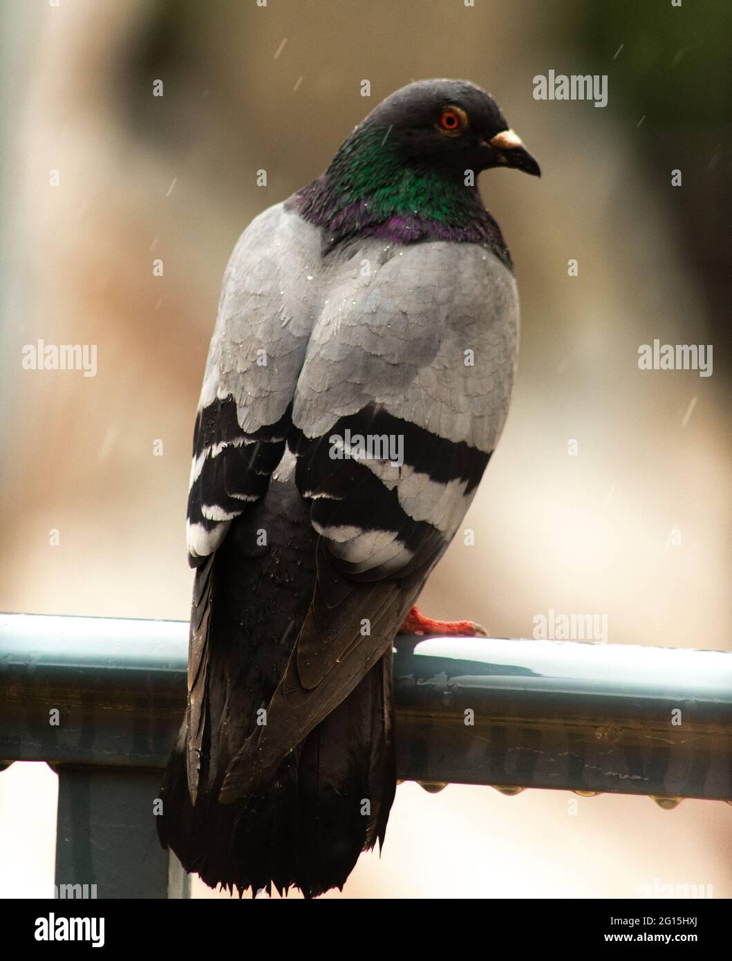 Back of pigeon hi-res stock photography and images - Alamy