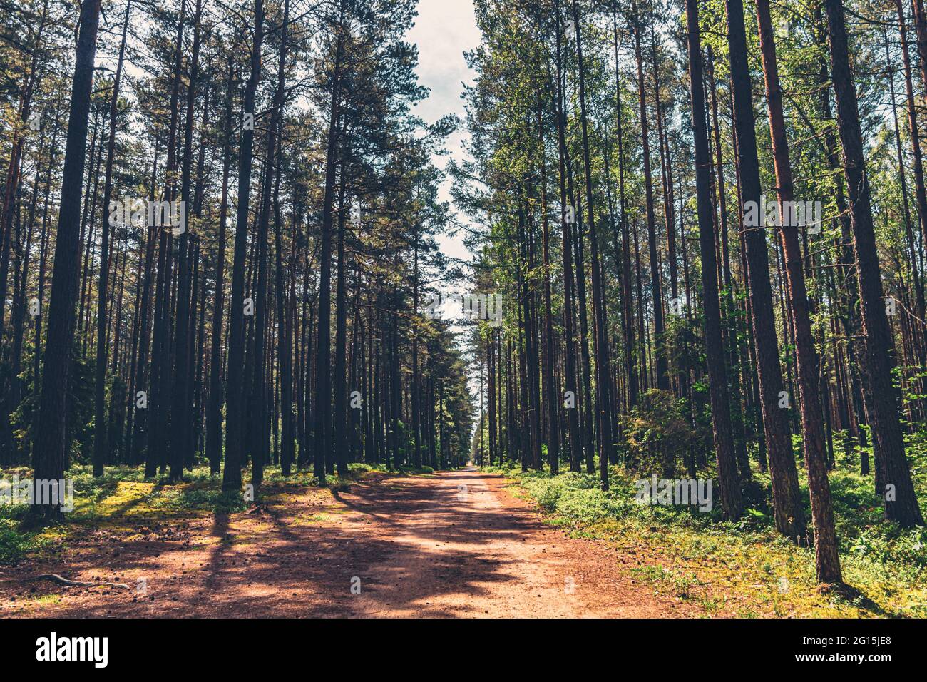 Divine rays of sunshine in the middle of the forest on a beautiful ...