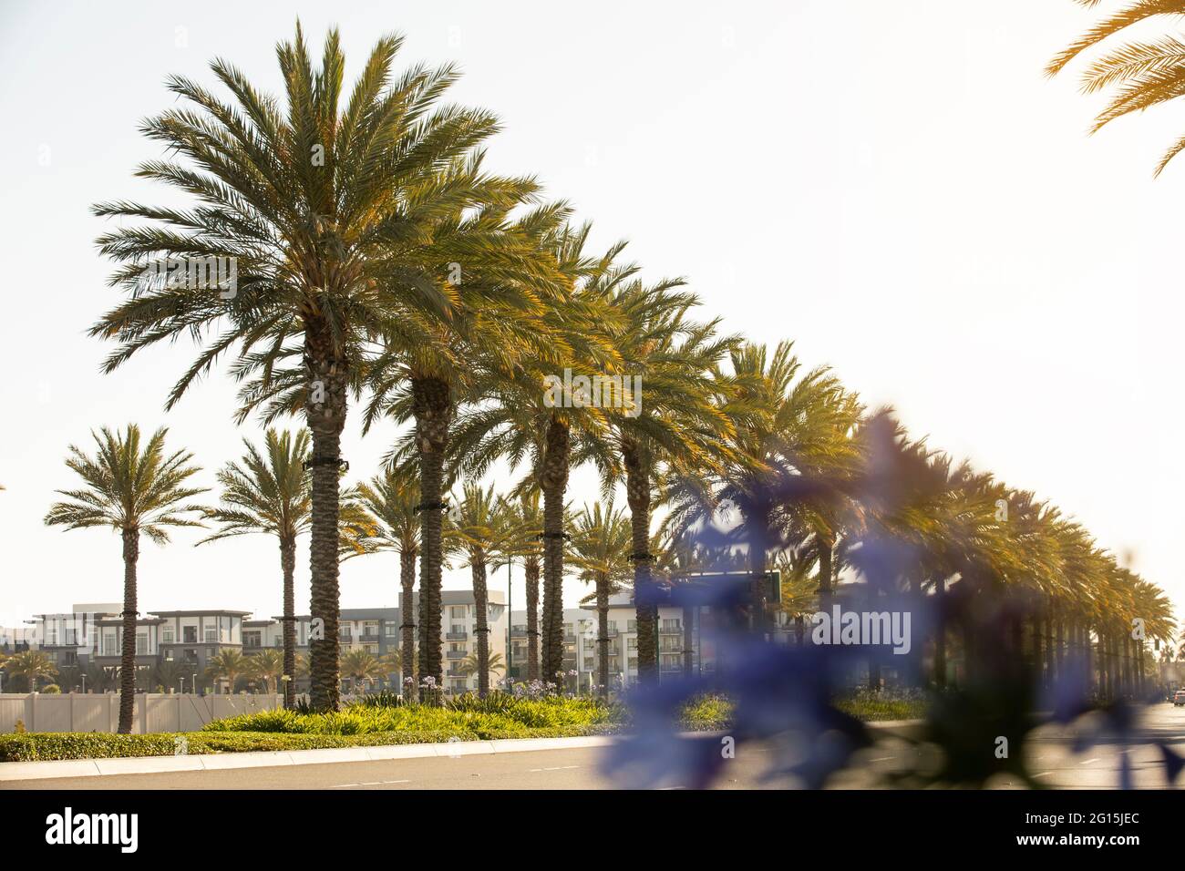 Late afternoon view of palm trees in downtown Anaheim, California, USA ...