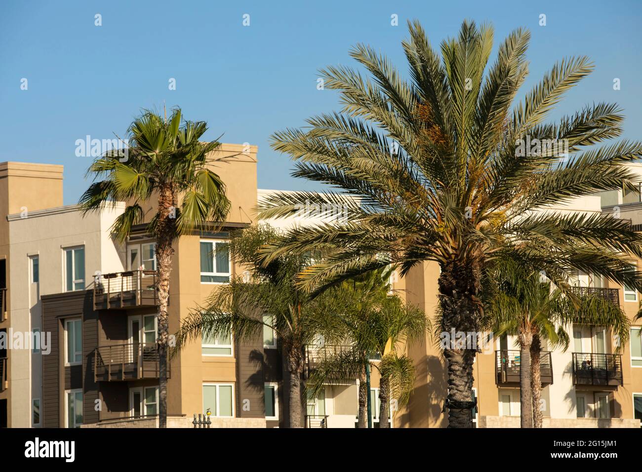 Late afternoon view of palm trees in downtown Anaheim, California, USA ...