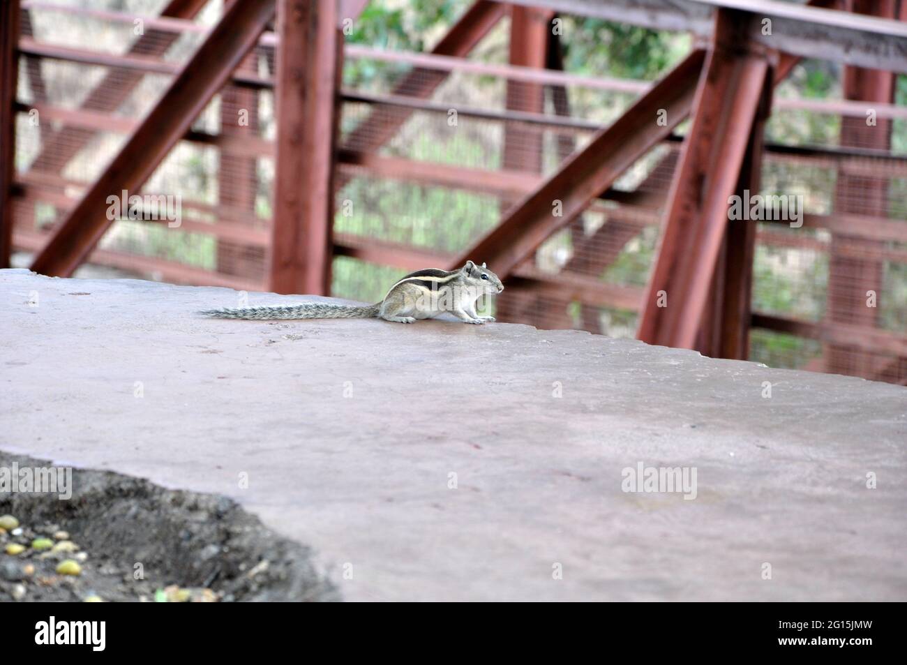 Selective focus of a gray-collared chipmunk on a concrete surface while ...