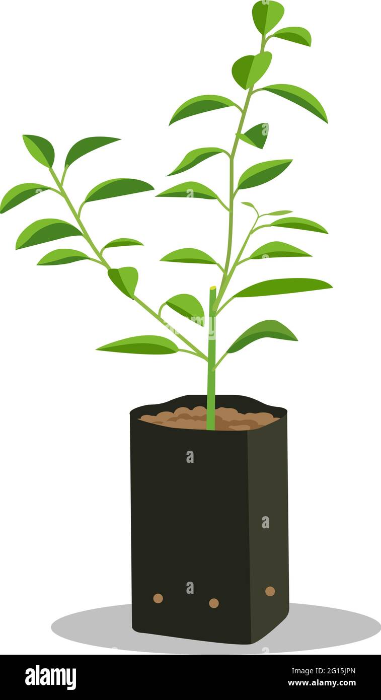 Sprout young seedling in black bag.Lime tree seedling vector isolated ...
