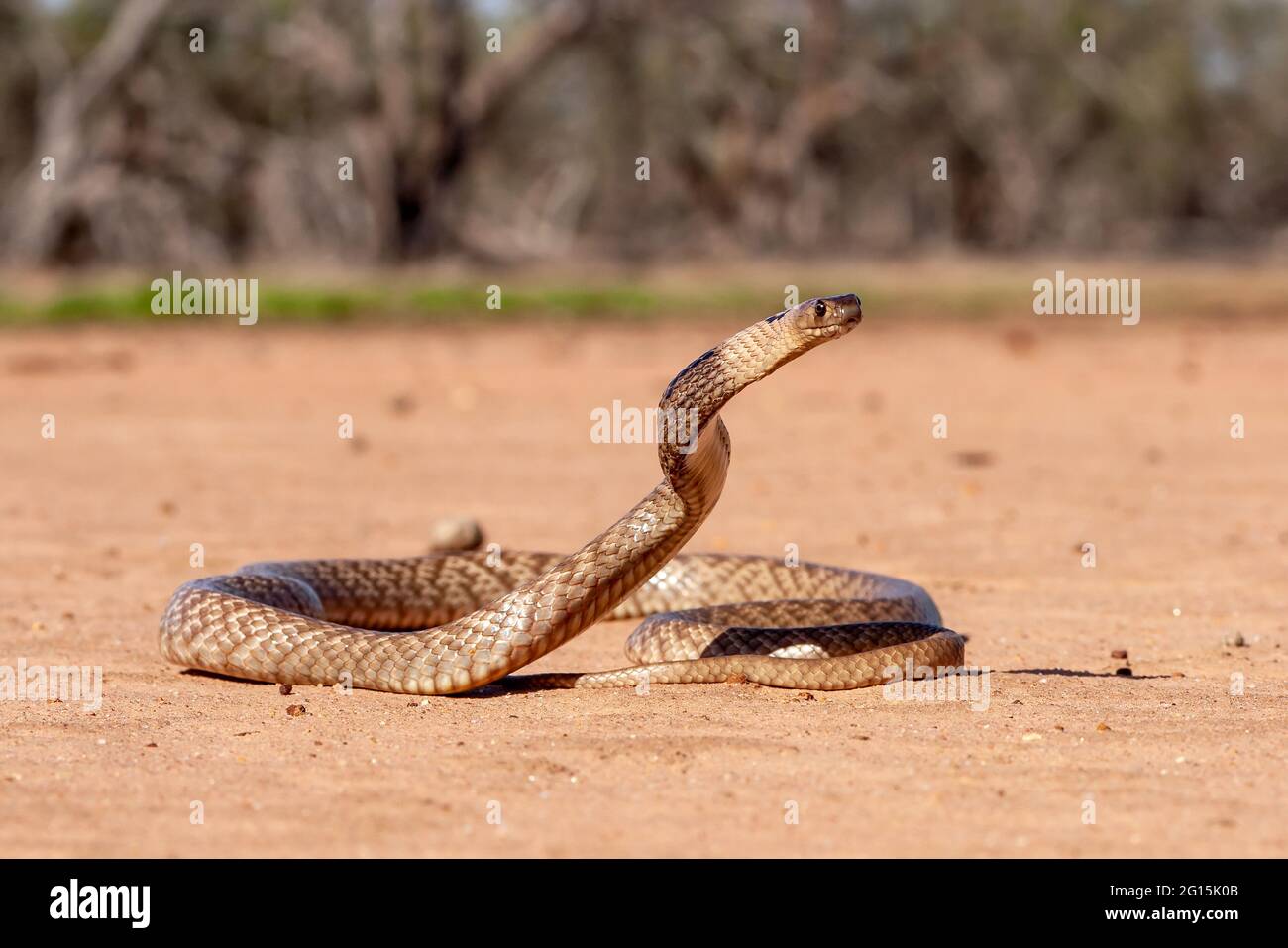 Australian Highly venomous Strap-snouted Brown Snake Stock Photo - Alamy