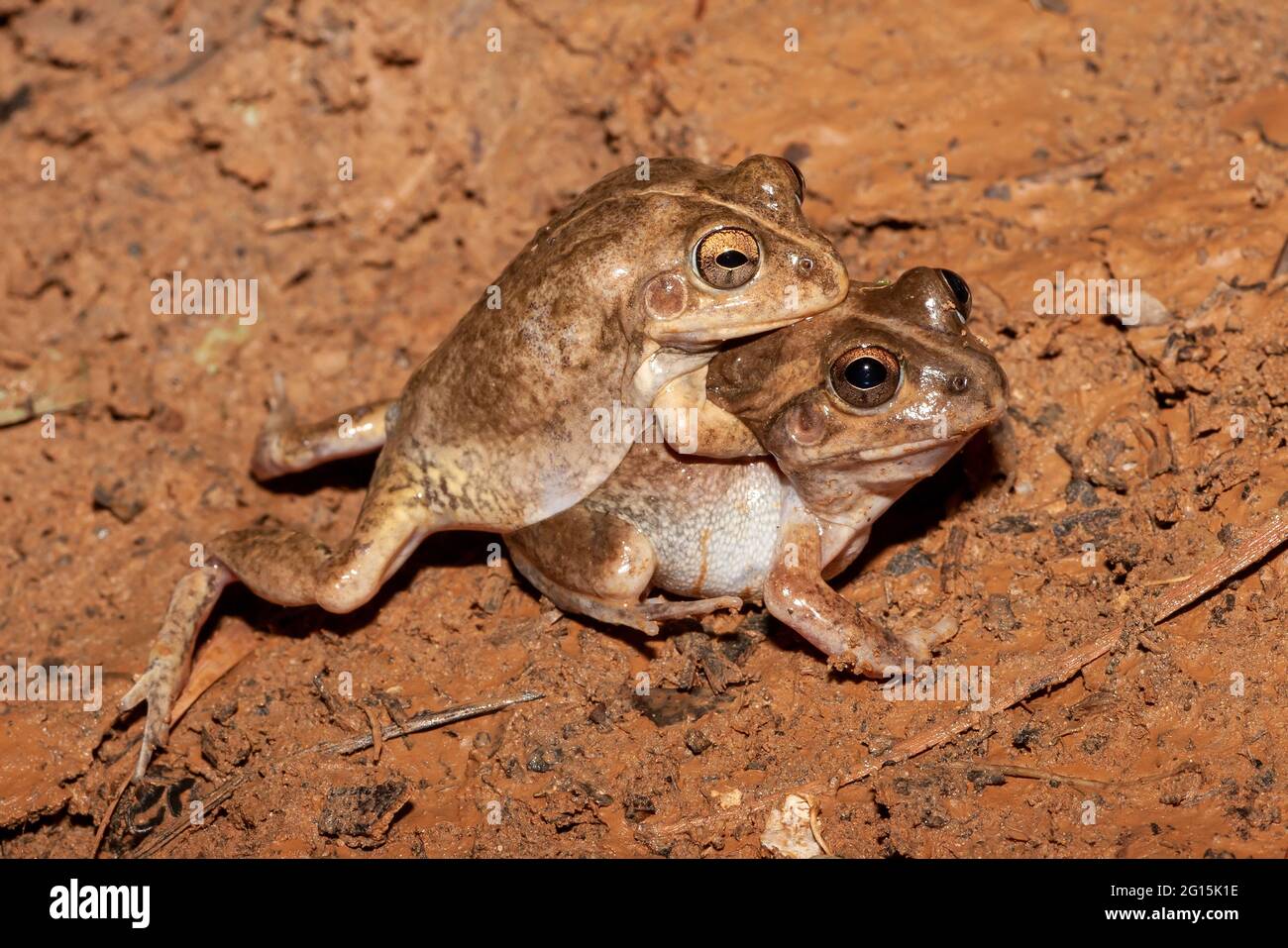 Knife-footed Frogs in amplexus Stock Photo - Alamy