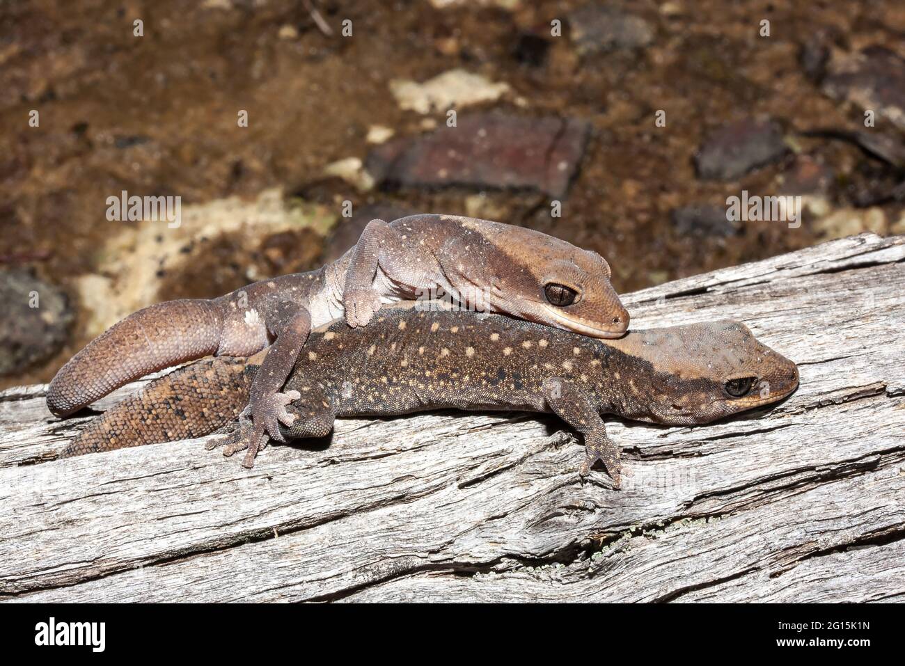 Australian Eastern Stone or Wood Gecko Stock Photo - Alamy