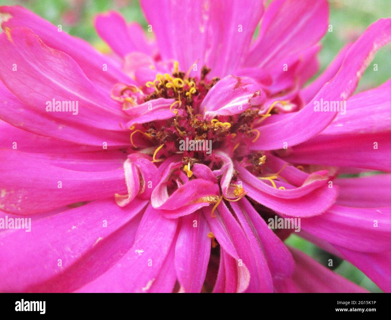 Green Leaves, Beautiful Flowers, Foliage and green Nature Stock Photo ...