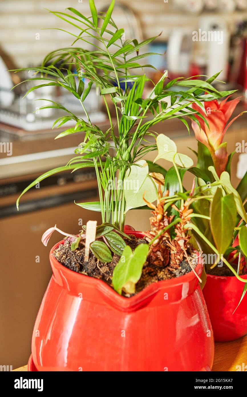 Indoor plants in the interior, flower in red pot in the kitchen Stock ...