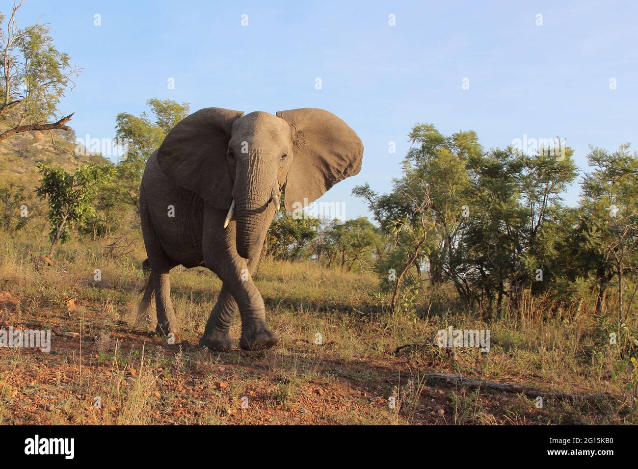 Afrikanischer Elefant / African elephant / Loxodonta africana Stock ...