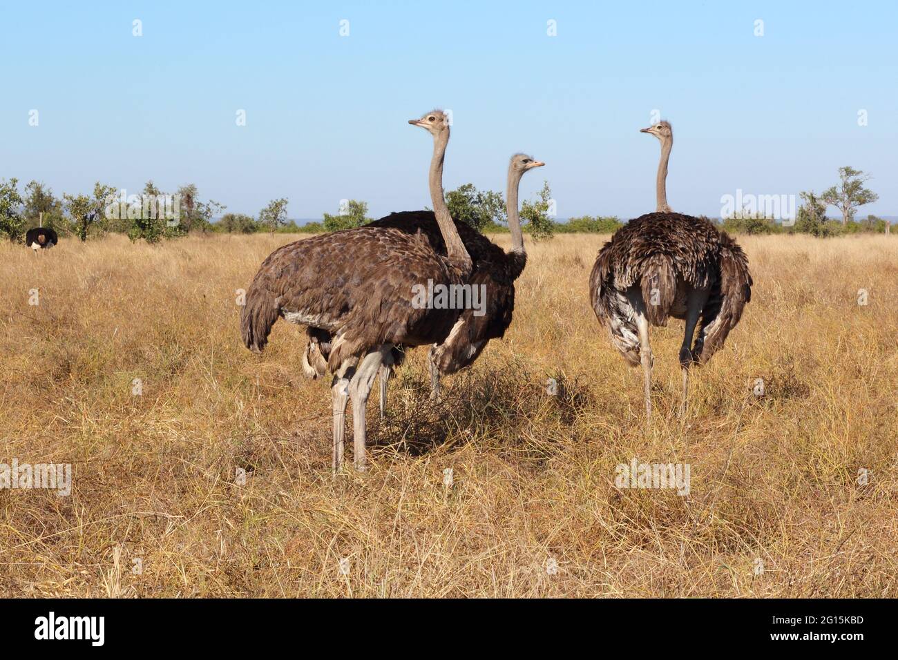Strauß / Ostrich / Struthio camelus Stock Photo - Alamy