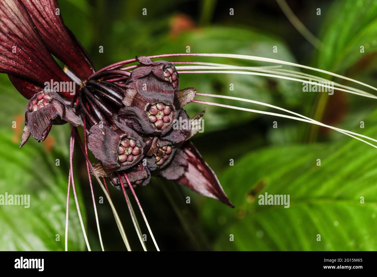 Close-up of the white bat lily, Tacca integrifolia Stock Photo - Alamy