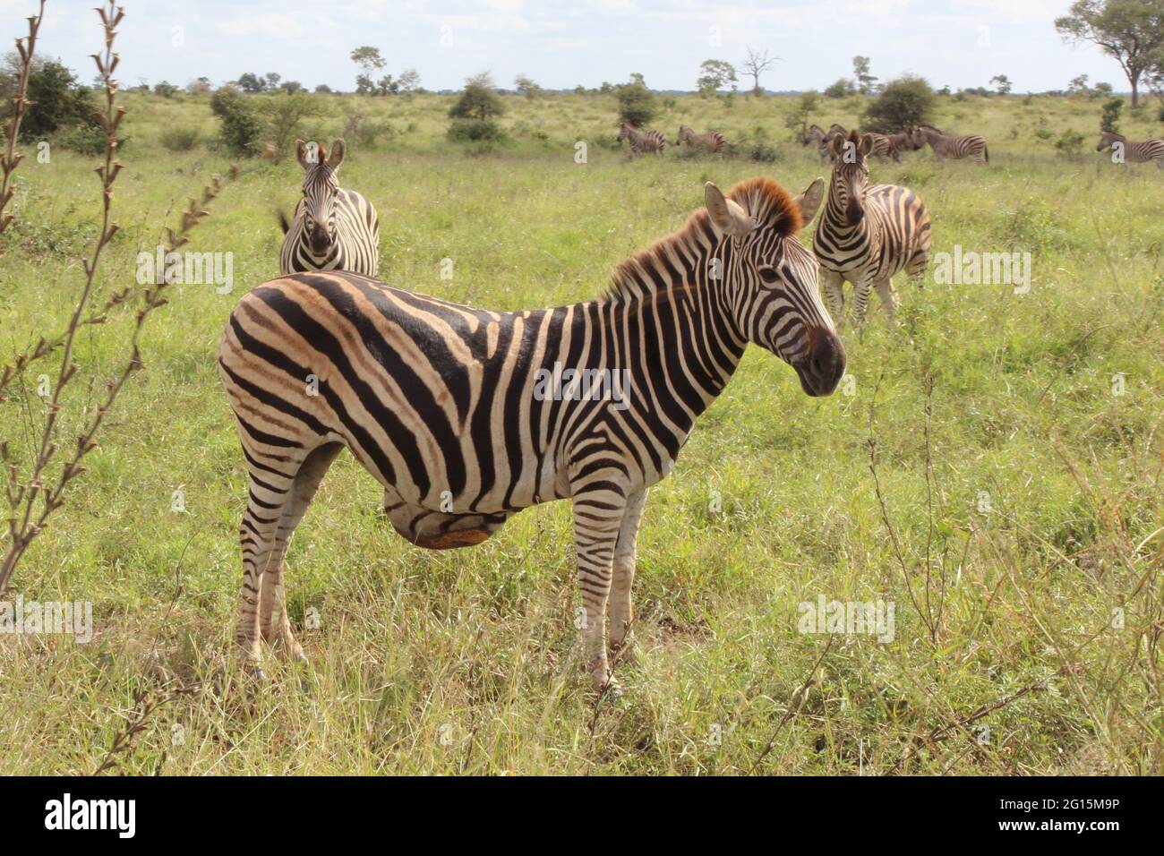 Sick zebra hi-res stock photography and images - Alamy