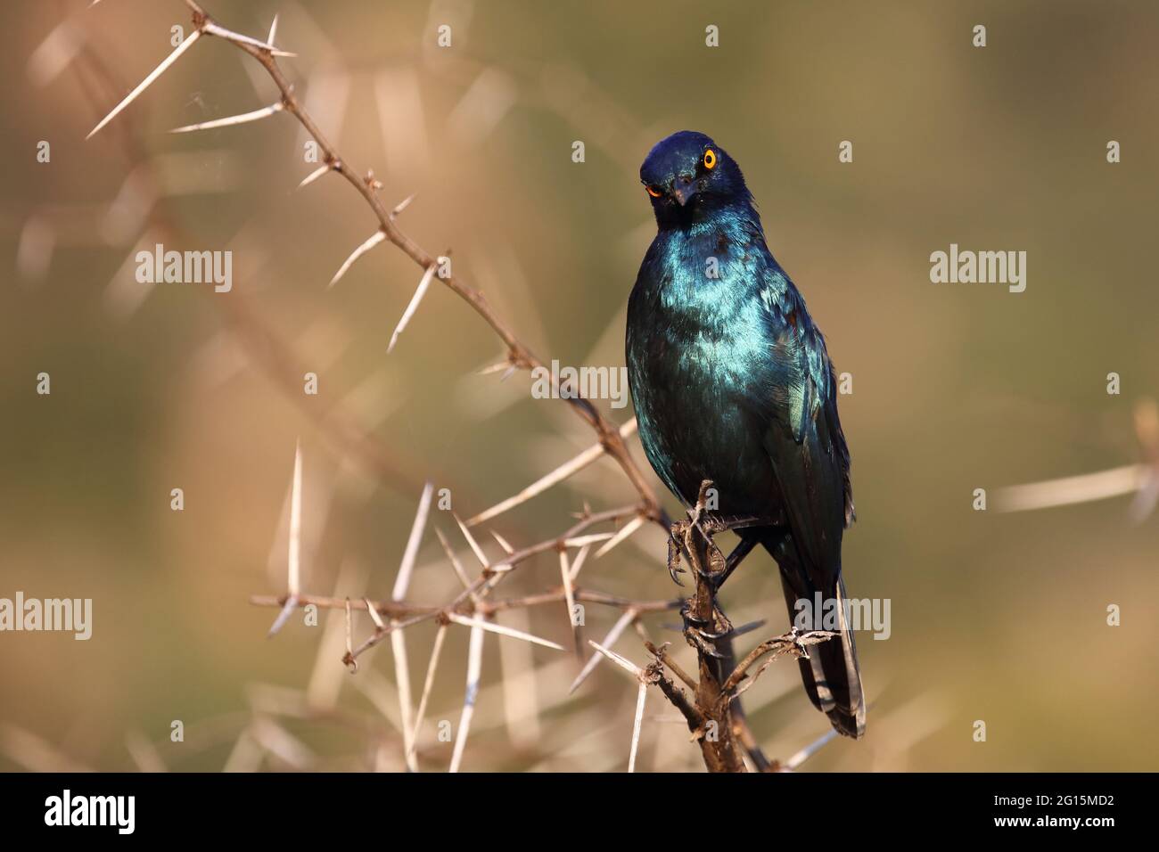 Rotschulter-Glanzstar/ Cape glossy starling or Red-shouldered starling ...