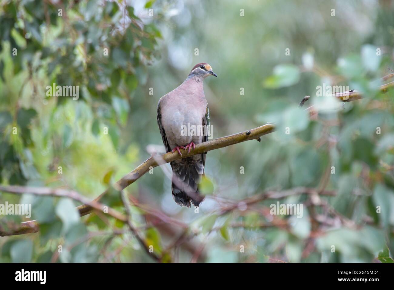 Australian native pigeon hi-res stock photography and images - Alamy