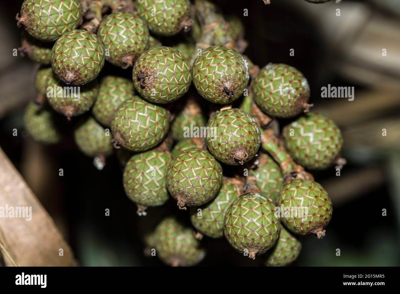 Wild edible fruits inside a tropical rainforest Stock Photo - Alamy