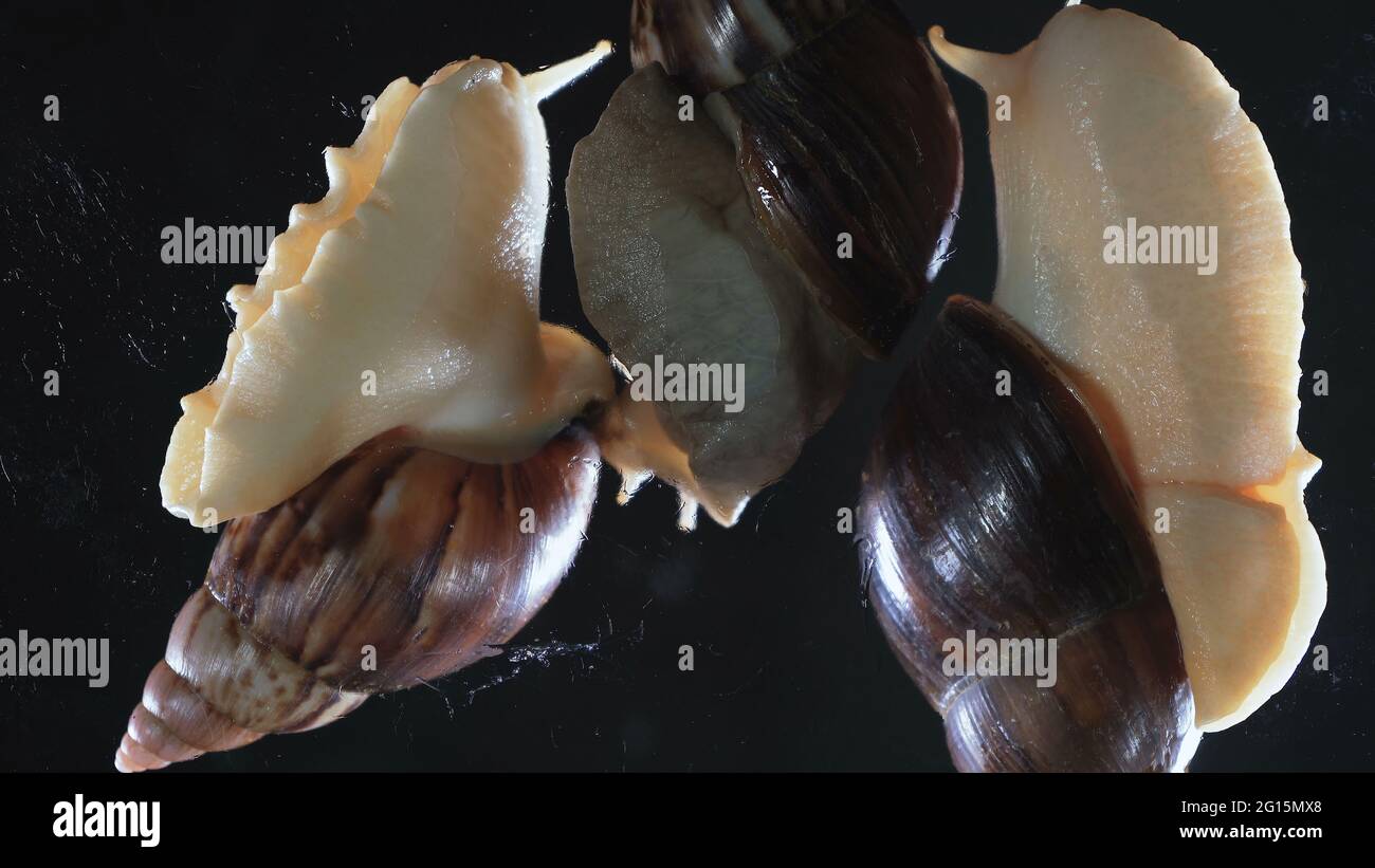 Close up three achatina snails hi-res stock photography and images - Alamy