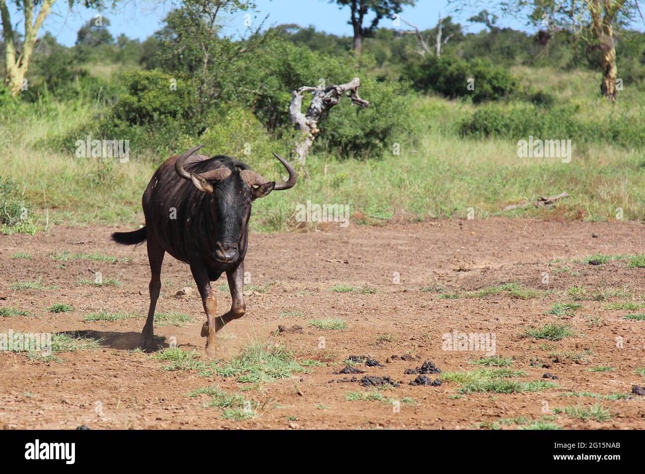 Streifengnu / Blue wildebeest / Connochaetes taurinus Stock Photo - Alamy