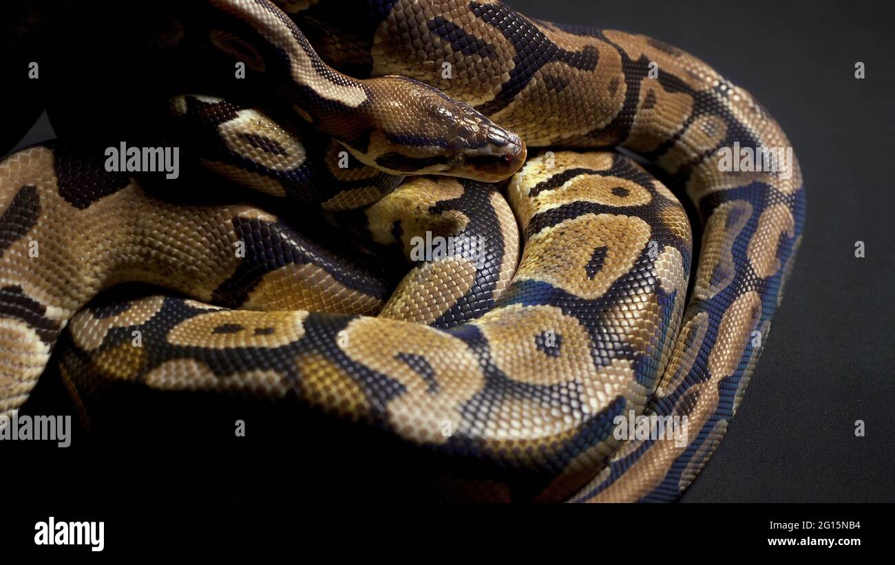 Tongue texture hi-res stock photography and images - Alamy