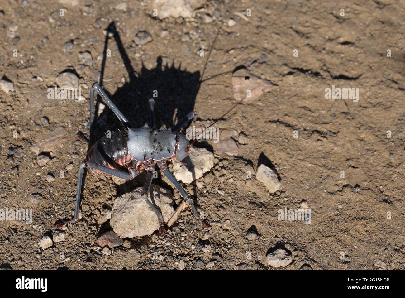Gepanzerte Grille / Armoured Cricket / Acanthoplus discoidalis Stock ...