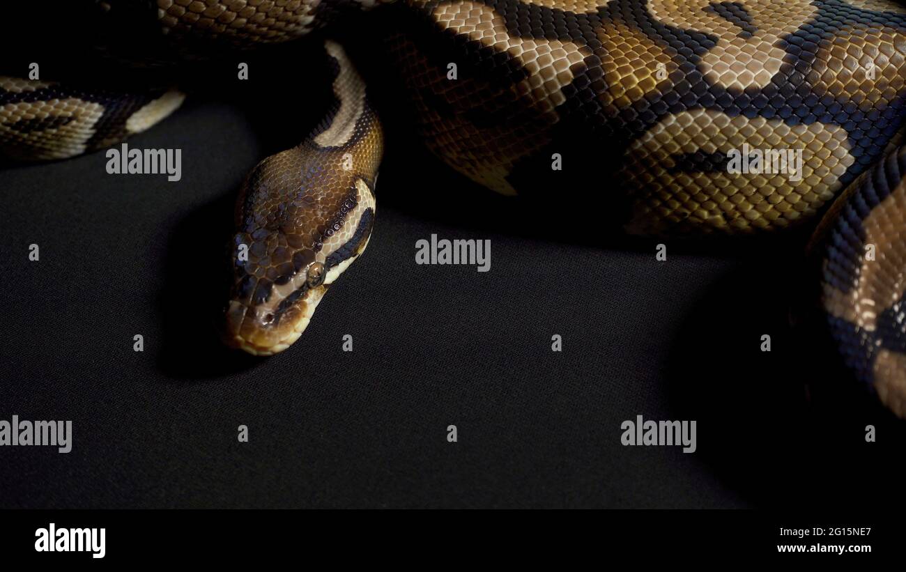 Black python hi-res stock photography and images - Alamy