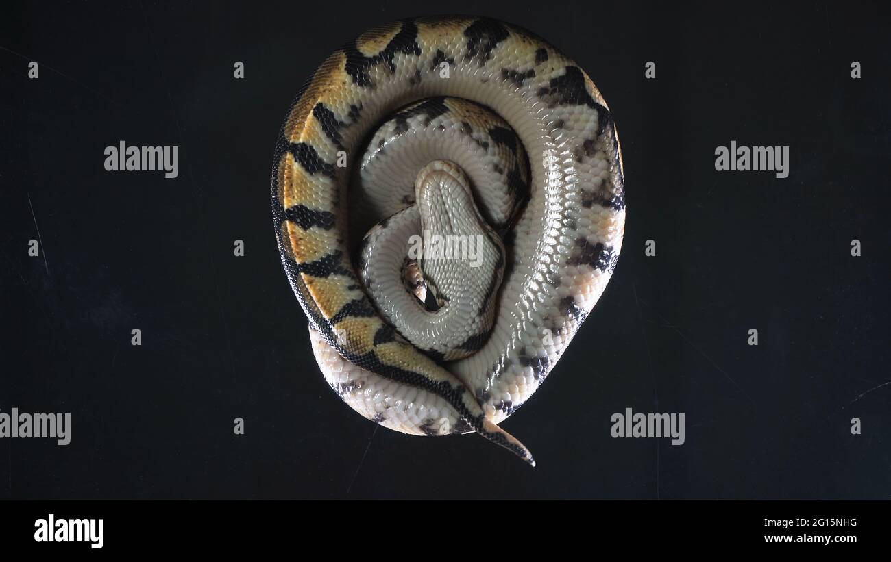 Royal phyton hi-res stock photography and images - Alamy