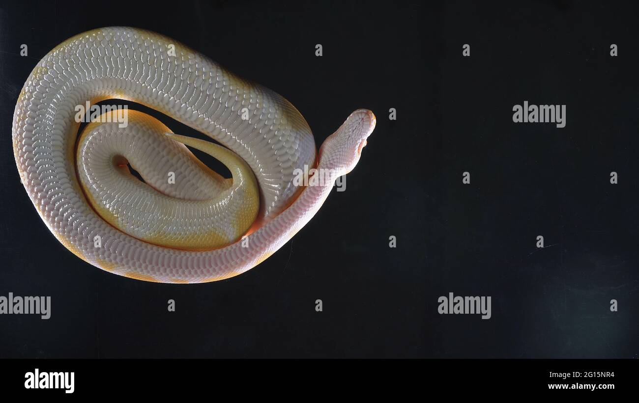 Royal phyton hi-res stock photography and images - Alamy