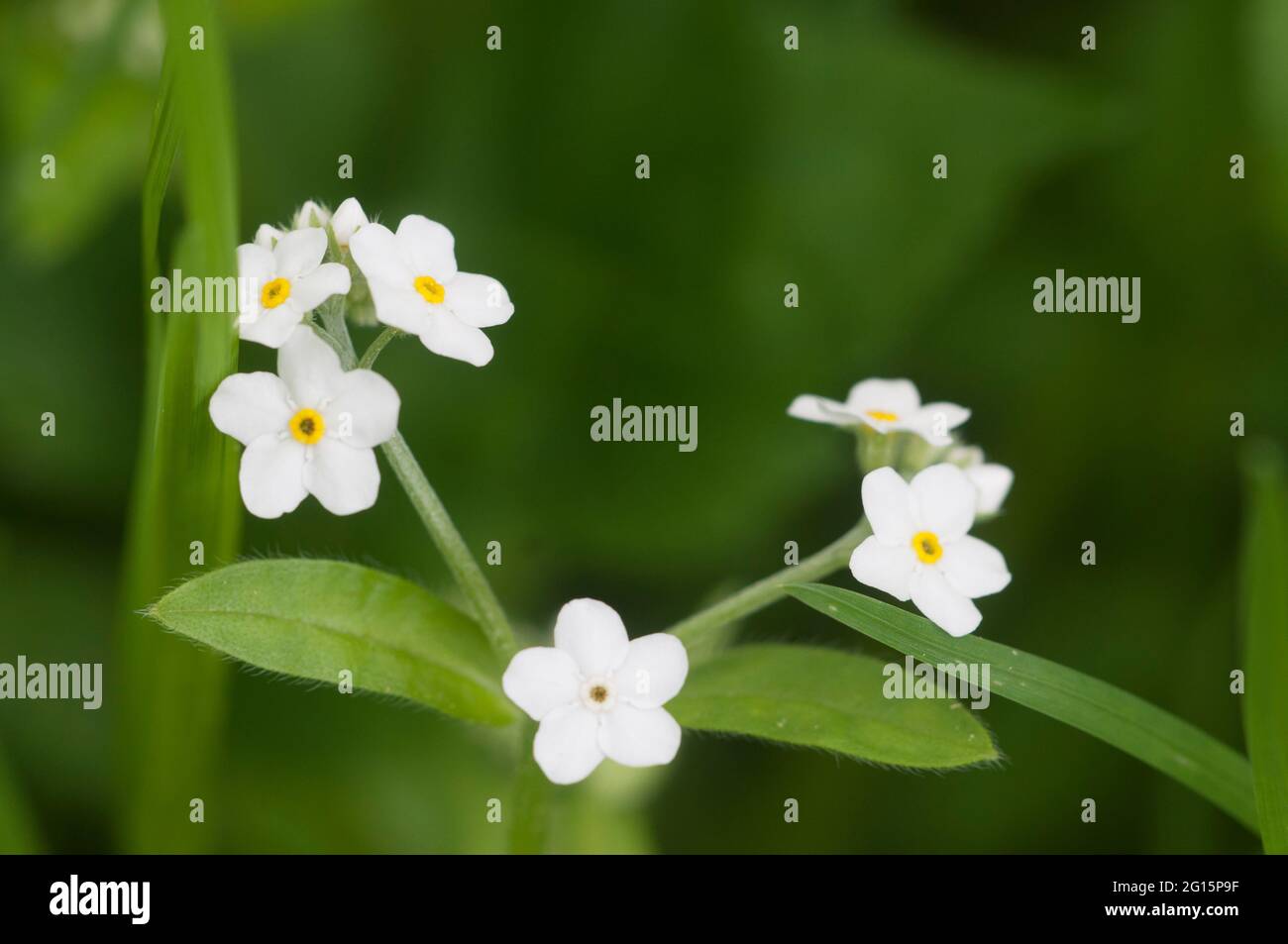 Forget-me-not white flowers, close up shot, local focus Stock Photo - Alamy