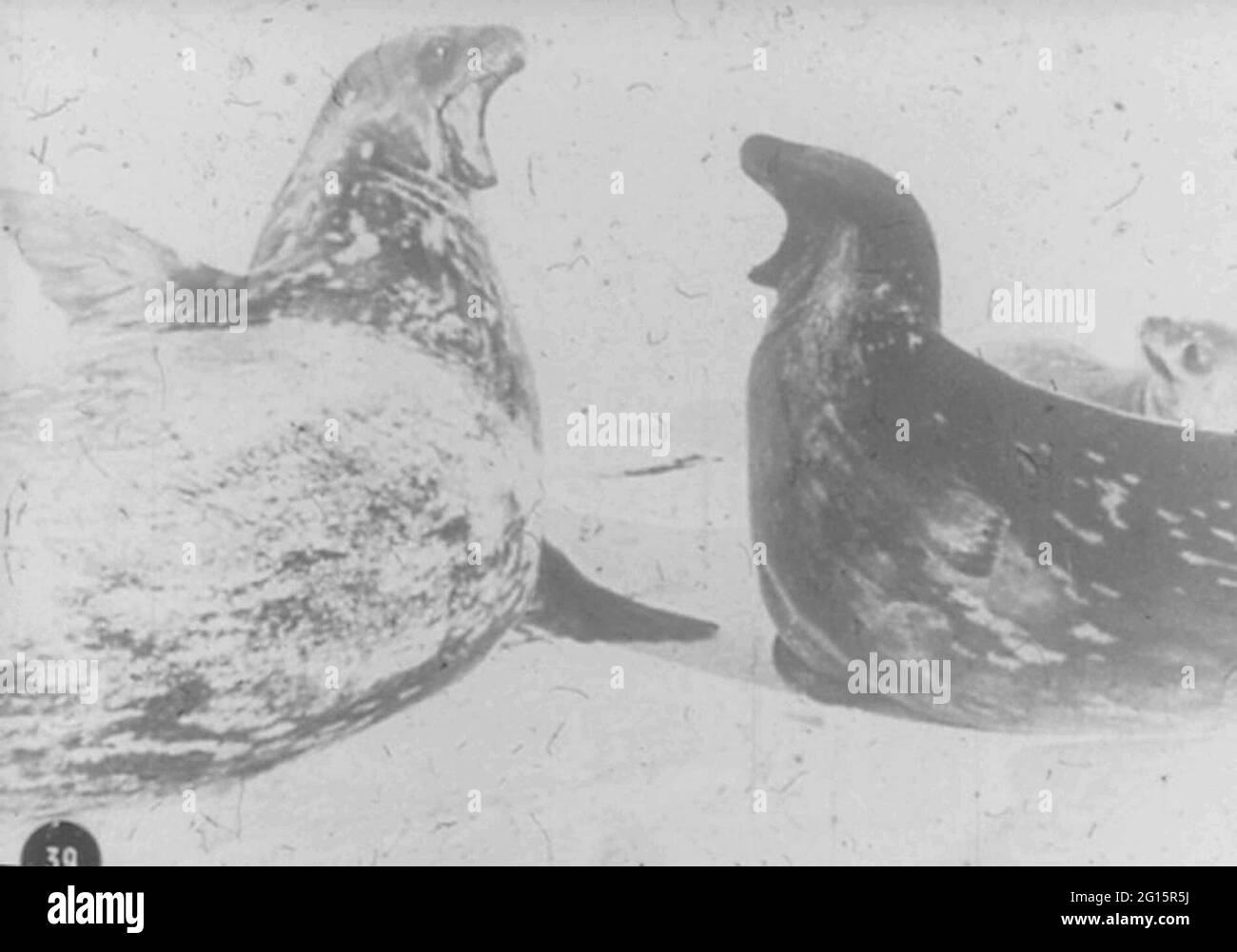 Medieval seals hi-res stock photography and images - Alamy