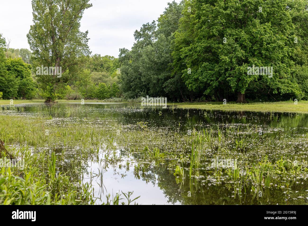 Breathtaking Landscape scenery of the floodlands in the national park ...