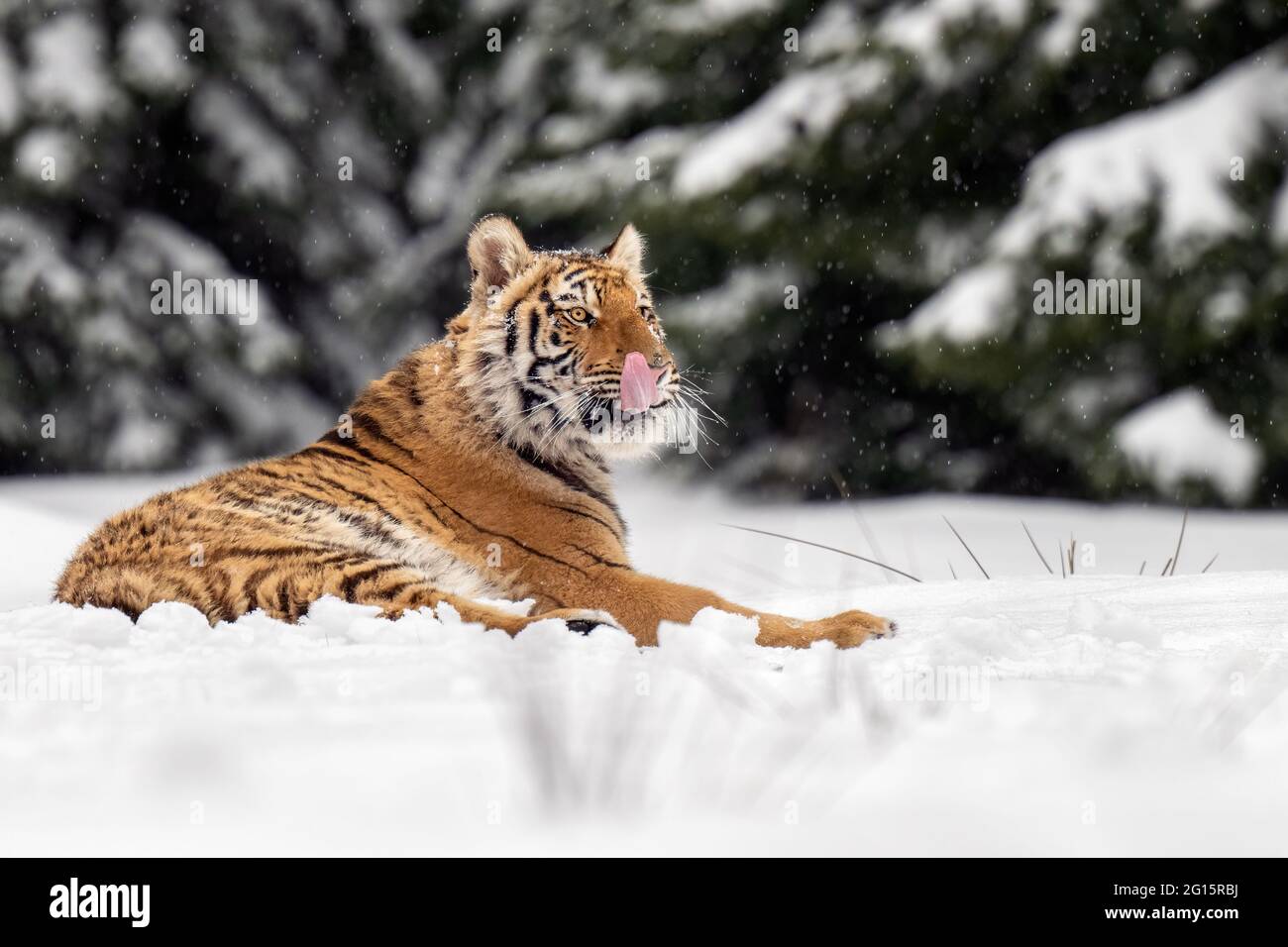 Tiger legs hi-res stock photography and images - Alamy