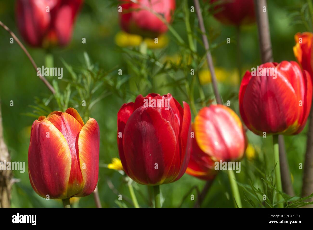 White tulip russia hi-res stock photography and images - Alamy
