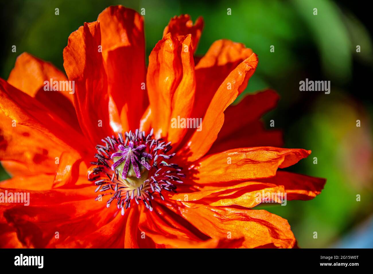 Open flower head of a poppy blossom with petals, sepals, seeds and stem ...