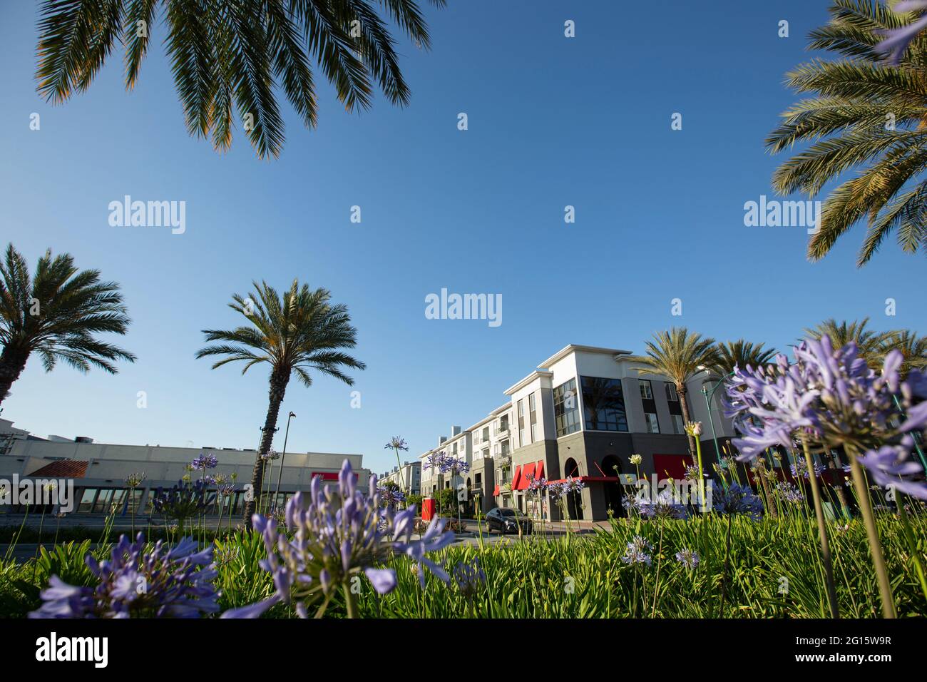 Late afternoon view of palm trees in downtown Anaheim, California, USA ...