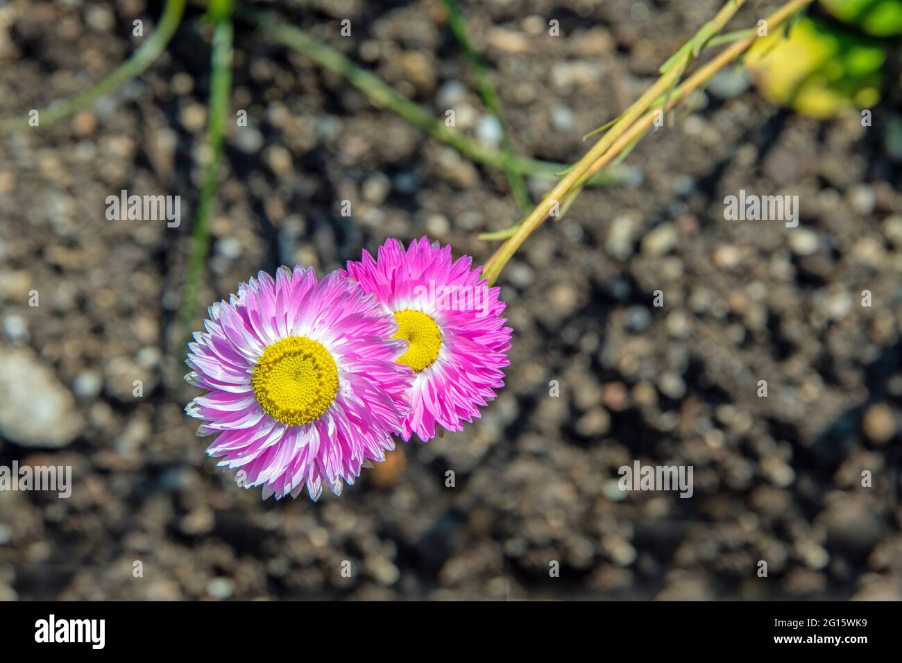 Daisy flower heads hi-res stock photography and images - Alamy