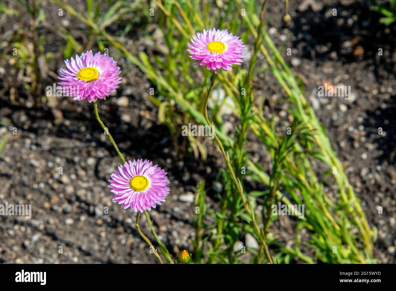 Seasonal wild plant hi-res stock photography and images - Alamy