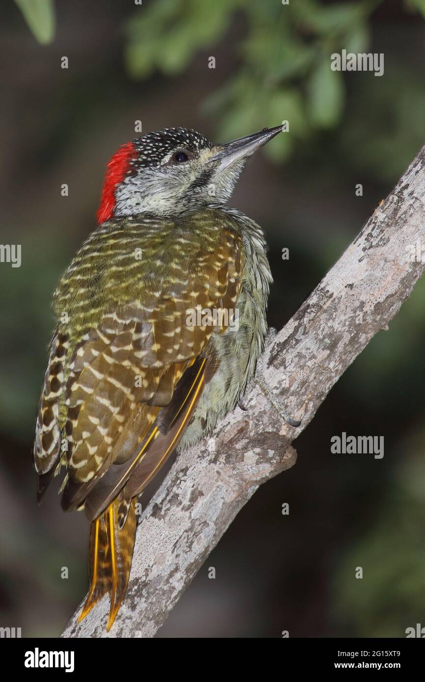 Bearded woodpeckers hi-res stock photography and images - Alamy