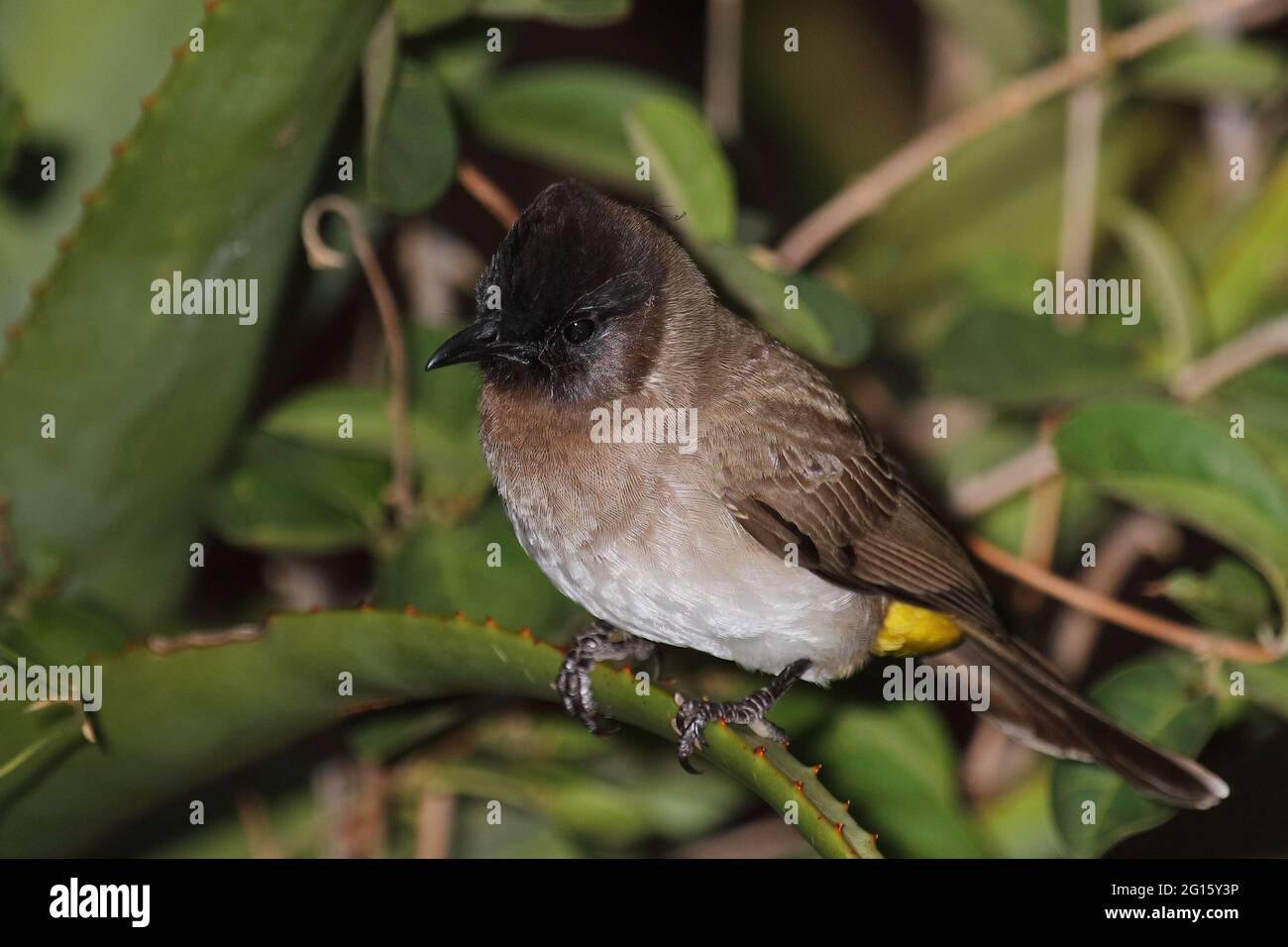 Graubülbül / Black-eyed bulbul or Dark-capped bulbul / Pycnonotus ...