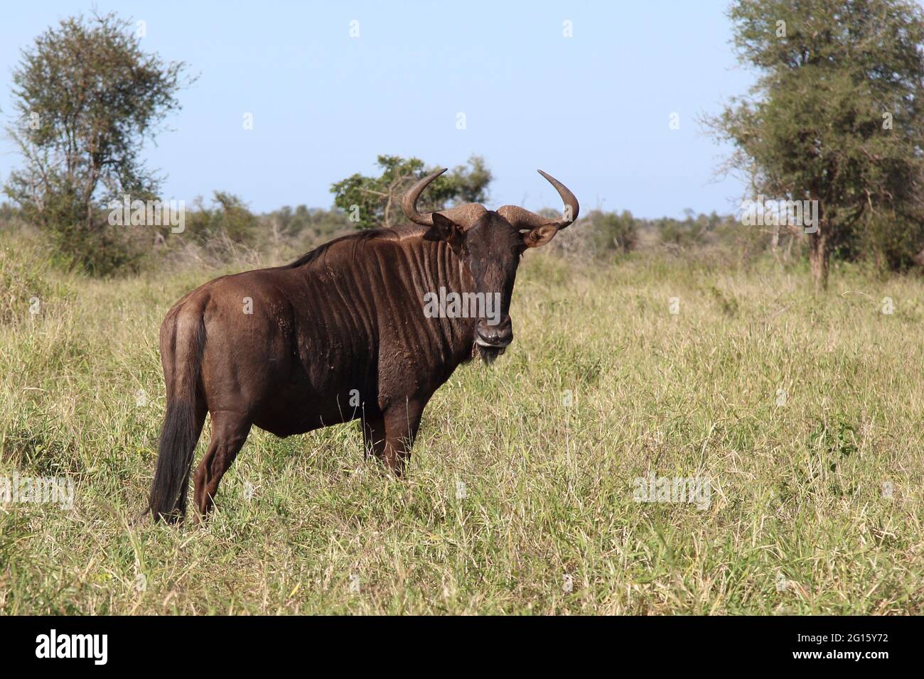 Streifengnu / Blue wildebeest / Connochaetes taurinus Stock Photo - Alamy