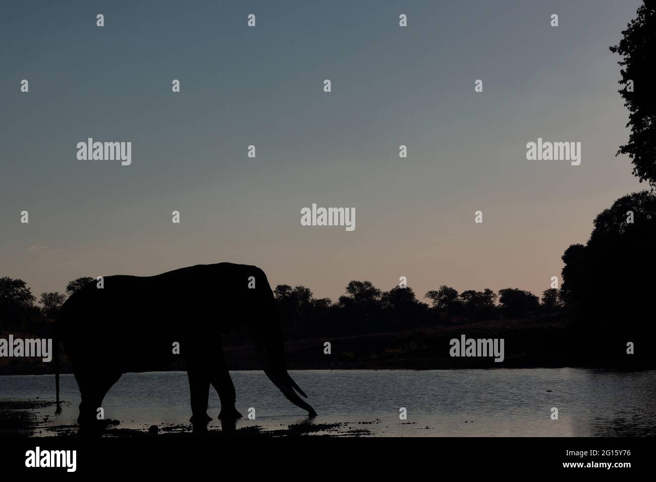 Afrikanischer Elefant im Shingwedzi River/ African elephant in ...