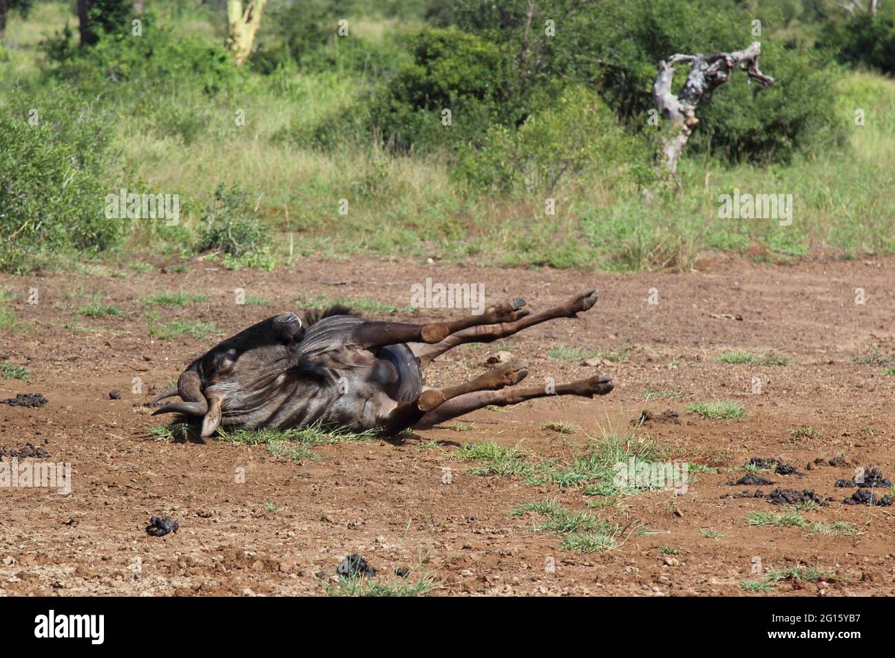 Streifengnu / Blue wildebeest / Connochaetes taurinus Stock Photo - Alamy