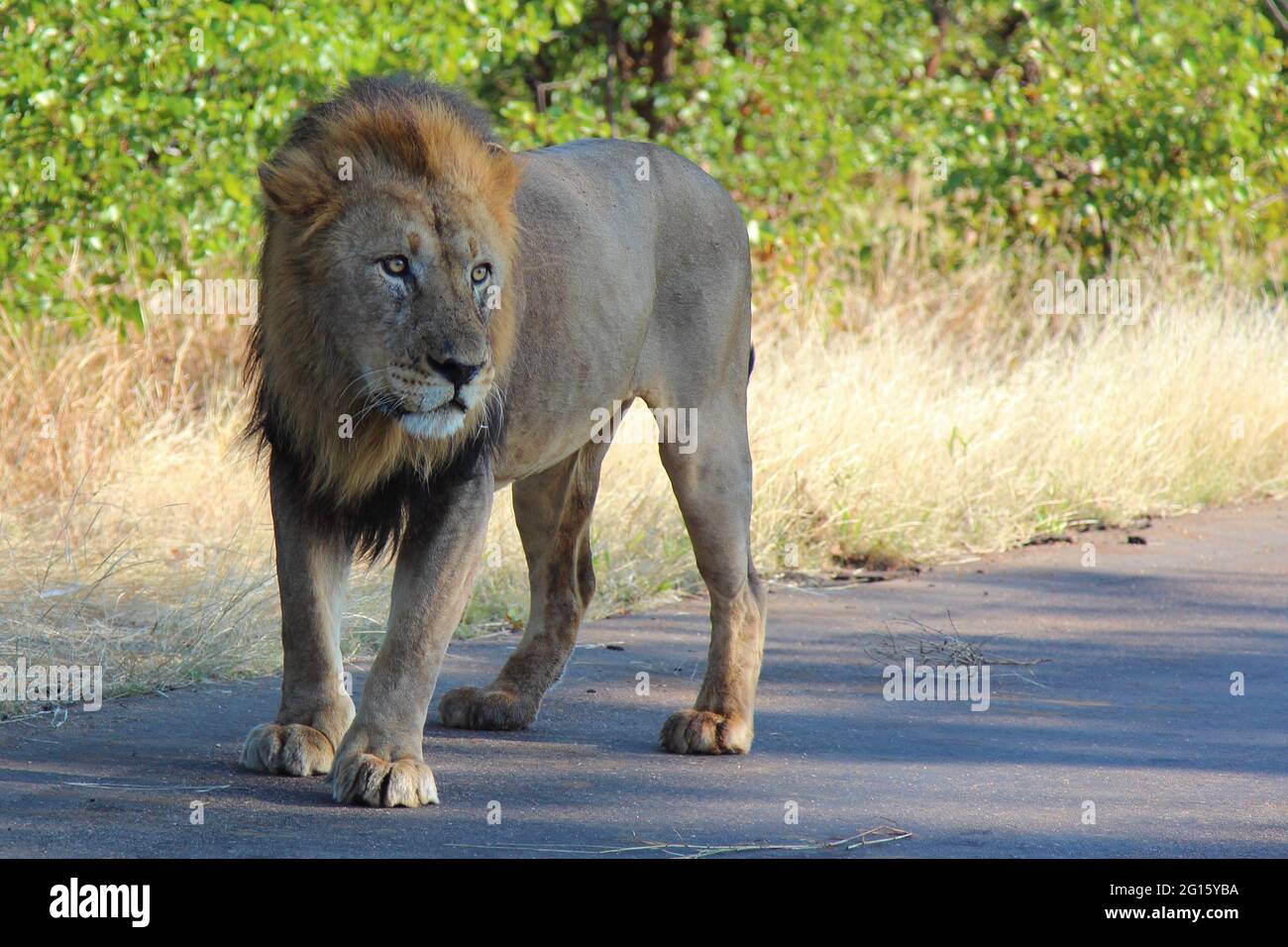 Afrikanischer Löwe / African lion / Panthera leo Stock Photo - Alamy