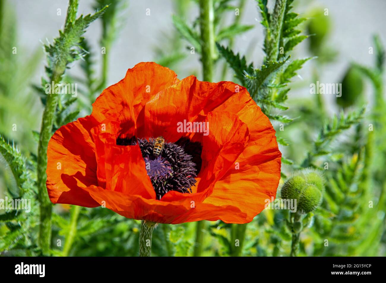 Inflorescent hi-res stock photography and images - Alamy