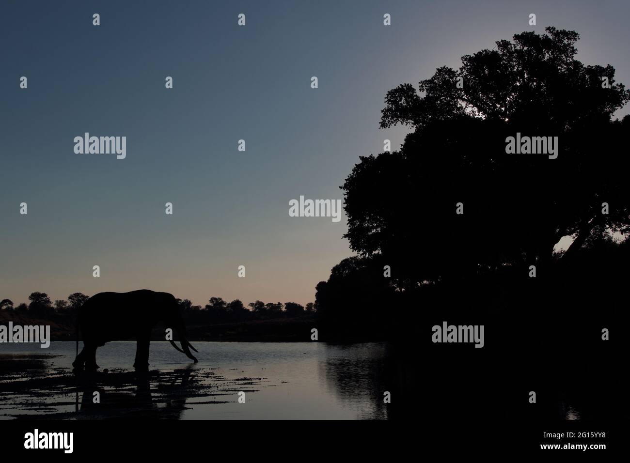 Afrikanischer Elefant im Shingwedzi River/ African elephant in ...
