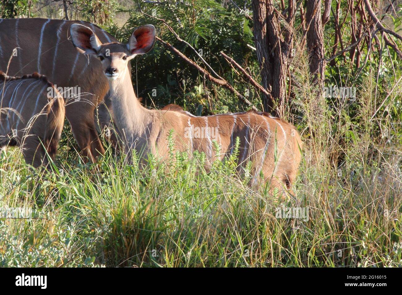 Greater Kudu Baby High Resolution Stock Photography and Images - Alamy