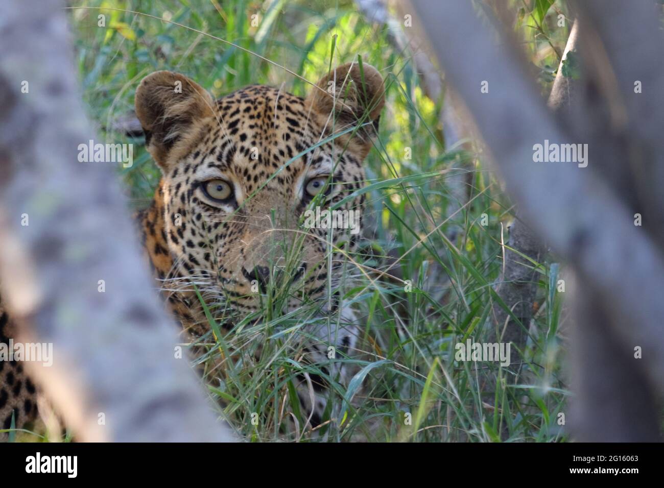 Leopard / Leopard / Panthera pardus Stock Photo - Alamy