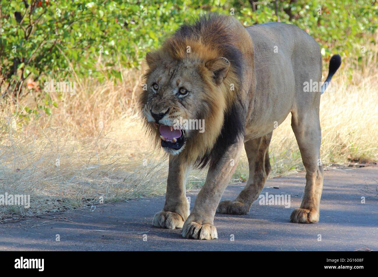 Afrikanischer Löwe / African lion / Panthera leo Stock Photo - Alamy