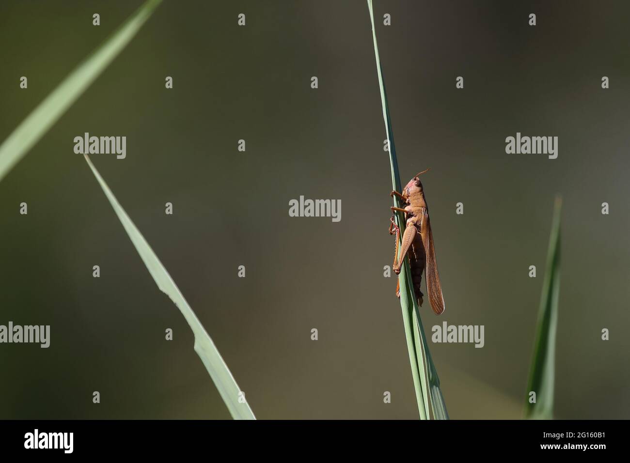 Grashüpfer / Grasshopper / ac lucusta singula Stock Photo - Alamy