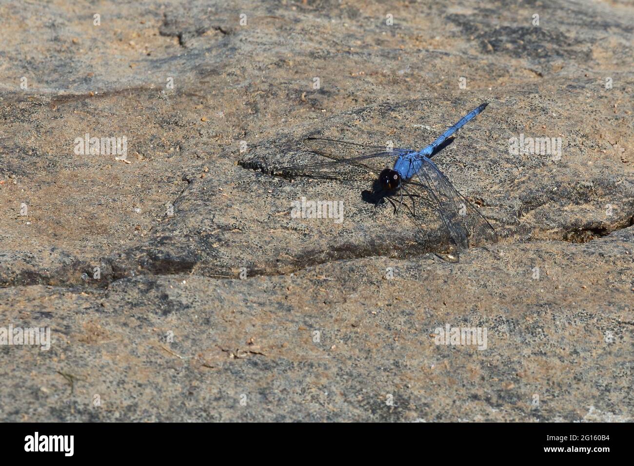 Libelle / Dragon-Fly / Anisoptera Stock Photo - Alamy