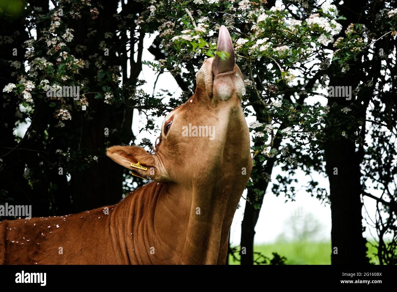 Nutritional lick hi-res stock photography and images - Alamy